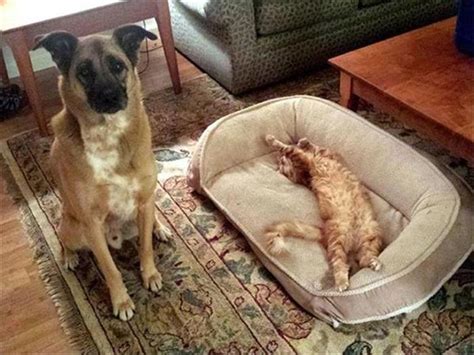 12 Momentos Que Demuestran Que Los Perros Son Todo Amor El Blog De Rover