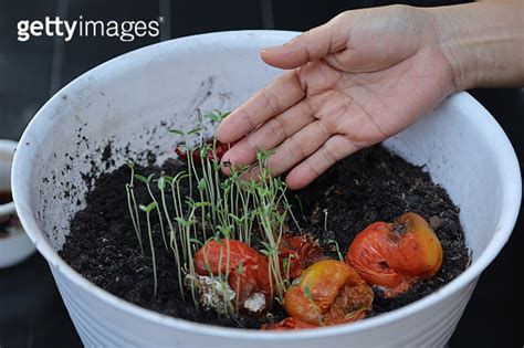 Tomato Nursery Woman Doing Tomato Seeding From Seed In White Pot