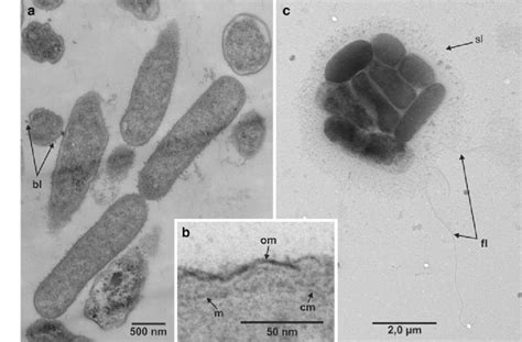 Ultrastructure Of Cells Of Strain Bf36t Ultrathin Sectioned Cells A
