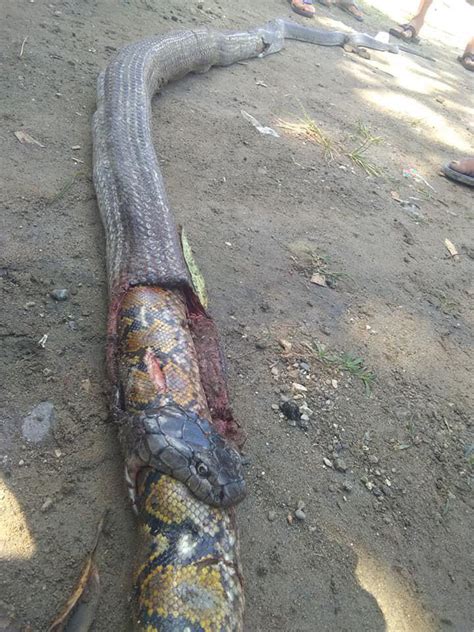 king cobra titan half devours python nsfw r absoluteunits