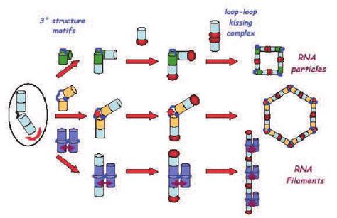 Schematic Diagram Of Various RNA Design To Build Novel Nano RNAs RNA Download Scientific