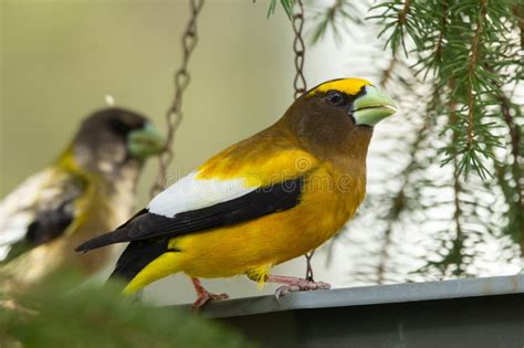 Male And Female Evening Grosbeak On A Spruce Tree Branch Stock Image