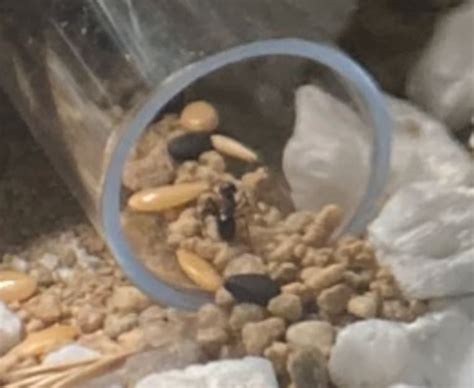 How To Get A Sine Wave Around Sunrise Sunset Configuration Home Assistant Community