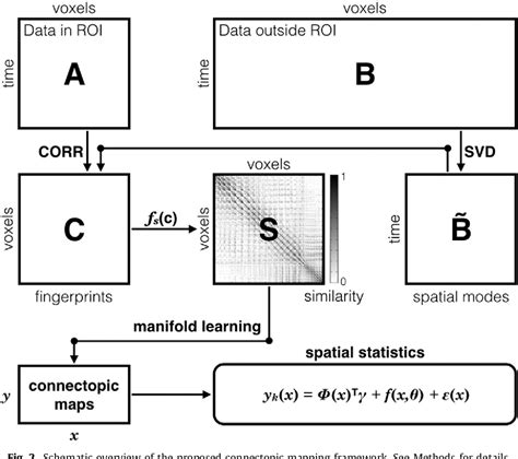Figure 2 From Connectopic Mapping With Resting State Fmri Semantic Scholar