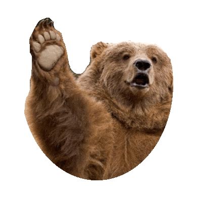 Bear Waving  Imgur