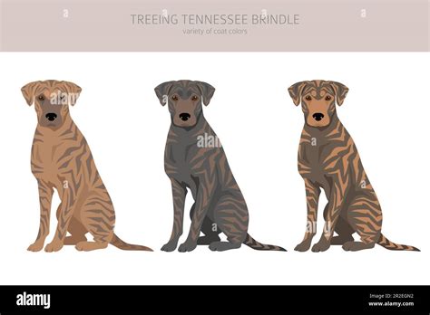 Treeing Tennessee Brindle Clipart Different Poses Coat Colors Set Vector Illustration Stock