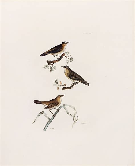 Grasshopper Warbler Hedge Warbler Reed Wren Hornseys Gallery