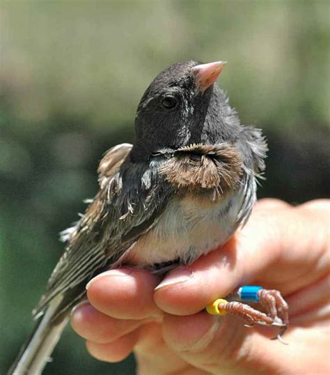 Brood Patch Tough Little Birds