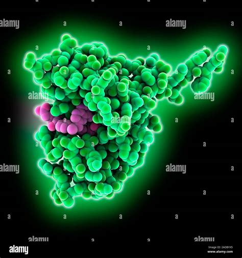 Dihydrofolate Reductase Complex Computer Model Showing The Structure Of Yersinia Pestis