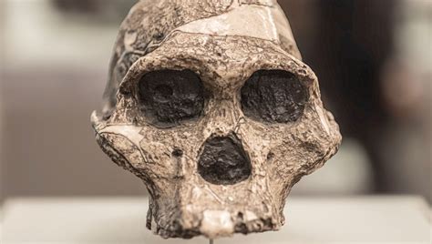 3 5 Million Year Old Hominin S Sex Determined Using Ancient Peptides IFLScience