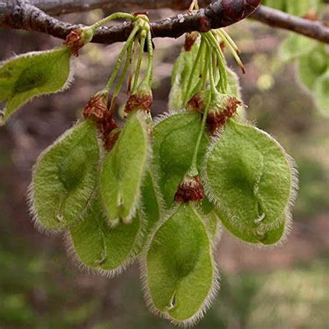 Ulmus Americana American Elm