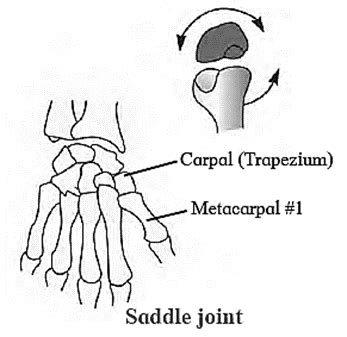 Notes Part 2 Class 11 Science Biology Chapter 16 Skeleton And Movement