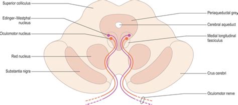 Cranial Nerves And Cranial Nerve Nuclei Clinical Tree