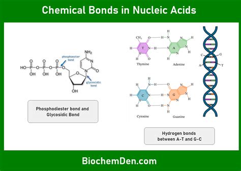 Chemical Bonding In Biomolecules The Foundation Of Life