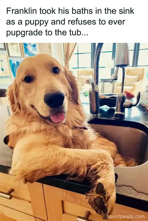 50 Memes That Dog Owners May Find Humorously Relatable Bored Panda
