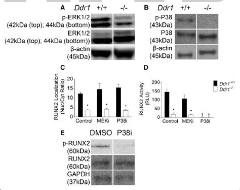 Discoidin Domain Receptor 1 Ddr1 Deletion Affects Erk1 2 Download Scientific Diagram