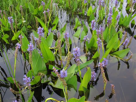 Pontederia Cordata Pickerelweed Go Botany