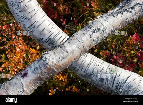 Birch Tree Crossing Each Other Stock Photo Alamy