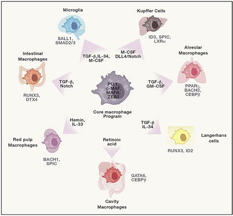 Figure 1 From Origin And Functions Of Tissue Macropha