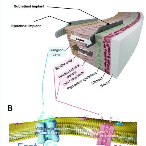 A Schematic Illustration Of Microelectrode Arrays Implanted In Download Scientific Diagram