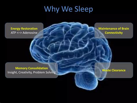 The Glymphatic System In Sleep And Neurodegenerative Diseases Pptx Brain And Nervous System