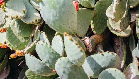 can you eat cactus with the clearest explanation