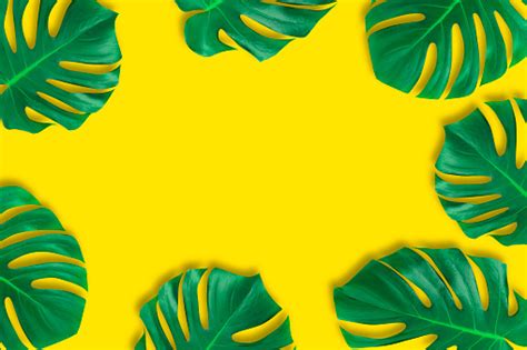 창조적인 레이아웃 여름 열 대 잎 평면 구성을 하다 녹색 트로픽 파스텔 오렌지 배경에 복사 공간 프레임을 떠난다 최소한의 개념