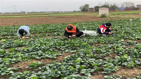 自家的小青菜长势很好，东北风呼呼刮着，一家人在地里挖菜 Youtube