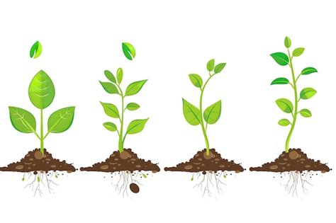 Estágios De Crescimento Das Plantas O Ciclo De Brotação De Sementes De