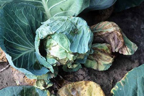 Understanding And Managing Cabbage Black Rot