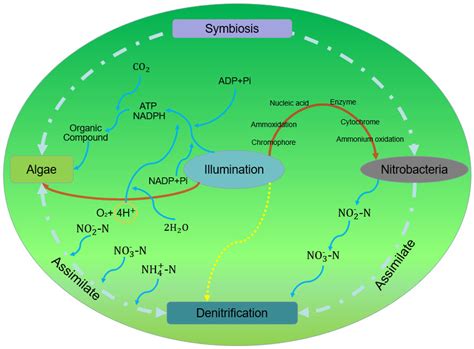 The Effect Of Light On Nitrogen Removal By Microalgae Bacteria