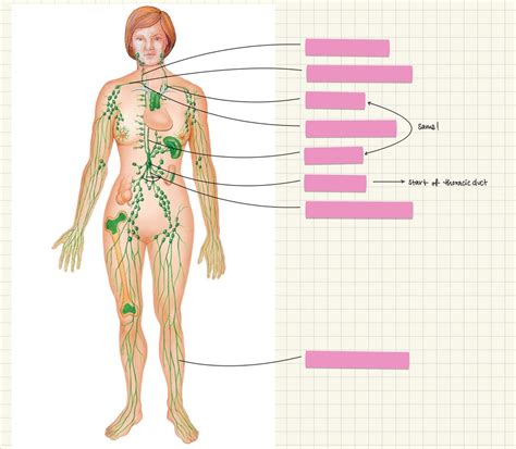 Lymph Nodes Diagram Quizlet