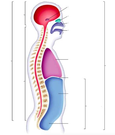 Quiz Diagram Diagram Quizlet
