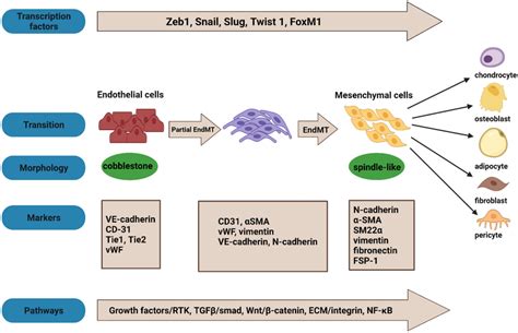 Endothelialmesenchymal Transition And Their Associated Transcription