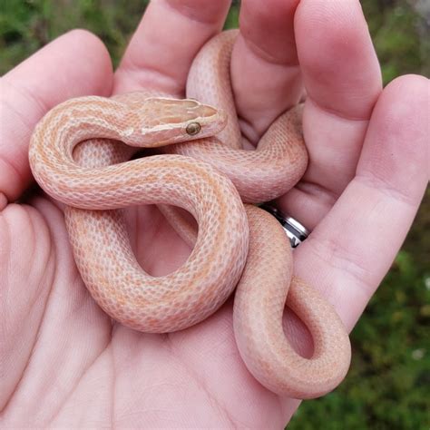 House Snake Morphs Localities And Line Bred Traits Boaedon Capensis