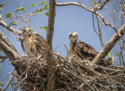 Red Tail Hawk Nest