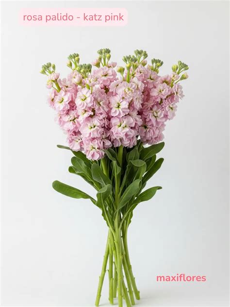 Matthiolas Rosa Pálido Katz Pink Maxiflores