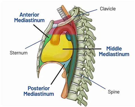 34 Human Body Parts That Start With M