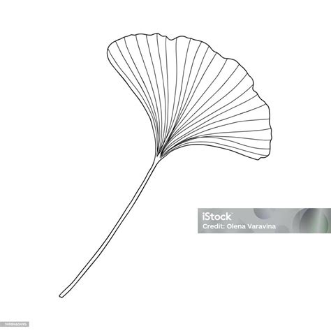 신선한 은행나무 잎 흑백 윤곽선 손으로 그린 벡터 일러스트레이션 꽃 약용 유기농 세부 식물 일본 문화 상징 친환경 컨셉 0명에