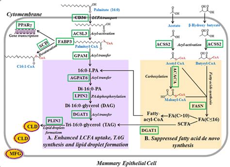 Scheme Summarizing Interrelationships Among Cellular Pathways