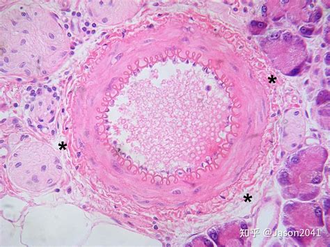 胶原纤维的显微和超微结构 知乎