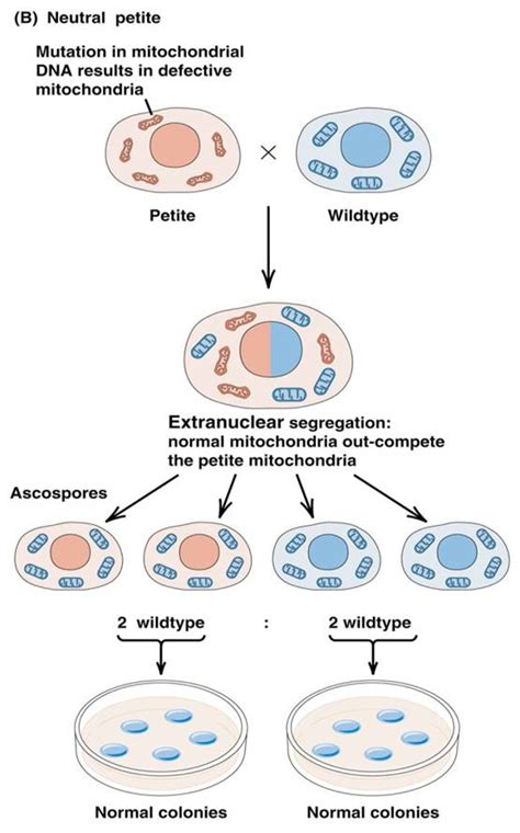 Cytoplasmic Inheritance Biotech Mcq