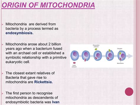 Mitochondria Ppt Pptx