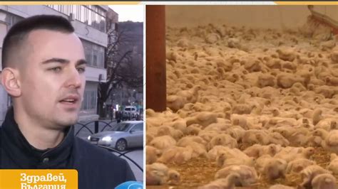 Измама с вносни яйца и пилешко месо Продават ли се у нас храни от трети страни Nova