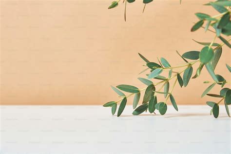 추상적인 배경입니다 복사 공간이 있는 이웃 파스텔 배경에 대한 식물 잎 사진 Unsplash의 기하학적 모양 이미지