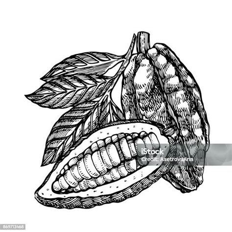 초콜릿 코코아 콩 벡터 일러스트 레이 션 새겨진된 스타일 그림입니다 스케치 된 손으로 그린 카 카오 콩 나무 잎 및 분기 0명에 대한 스톡 벡터 아트 및 기타 이미지