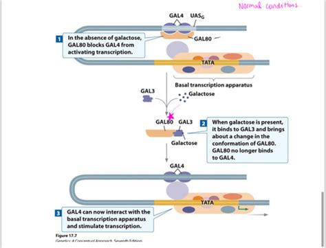 Ch 17 Control Of Gene Expression In Prokaryotes Flashcards Quizlet