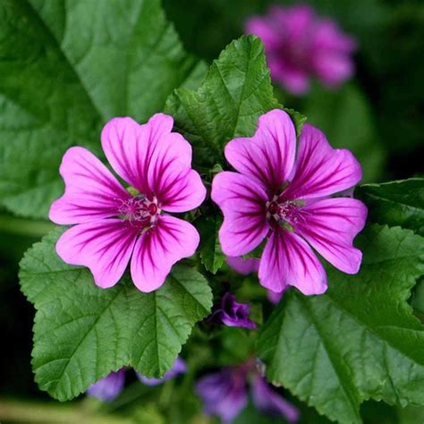 Mallow Common Malva Sylvestris Mauritiana Flower Seeds Flowers