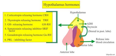 Hypothalamus Functions Hypothalamus Hormones And Disorders