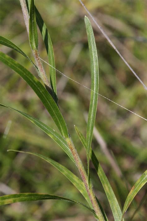 Rare Plants Of Nc Liatris